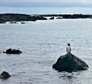 The BEST of Isabela Island: a Land-Based trip to the The Galapagos ...