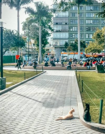 The Kennedy Park Cats: Cat Lover’s Paradise in Lima, Peru
