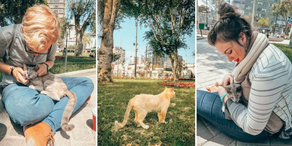 The Kennedy Park Cats: Cat Lover’s Paradise in Lima, Peru