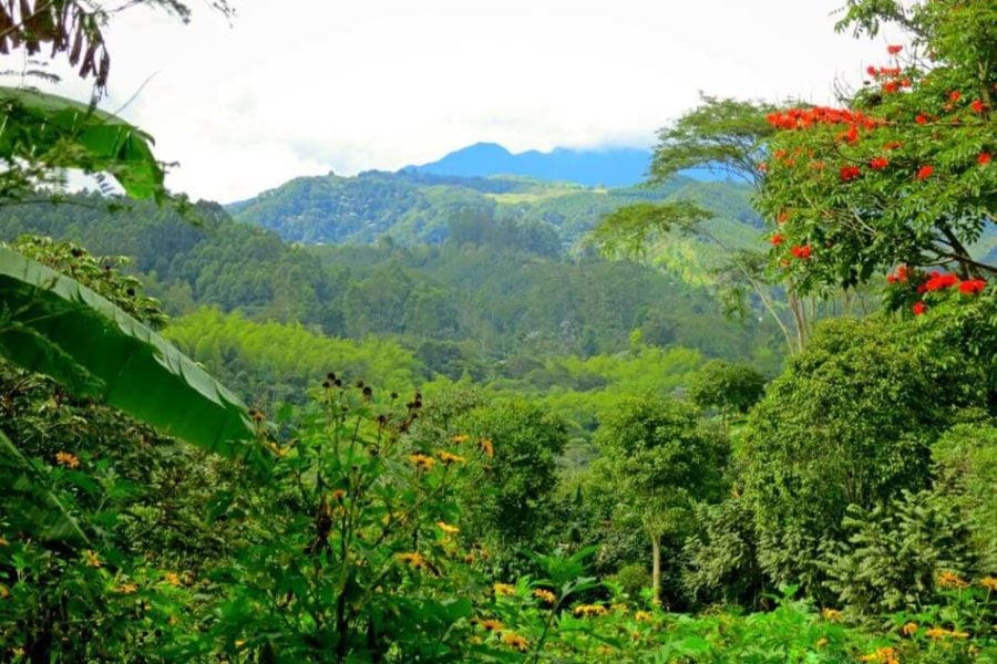 Colombian Coffee Farm Tour in Salento: The Best Coffee Experience