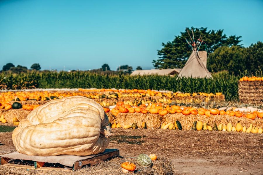 Fall in California Guide: 21 Places to Go for California Fall Foliage ...