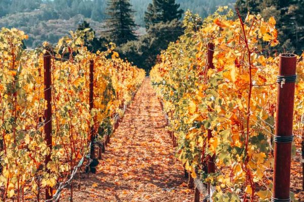 Fall in California Guide: 21 Places to Go for California Fall Foliage ...
