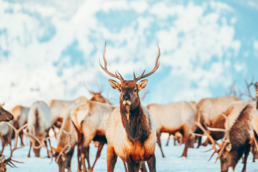 9 Things to Do in Jackson Hole, Wyoming in the Winter